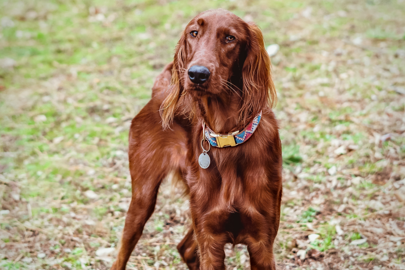 Personalised Dog Signs - Signomatic